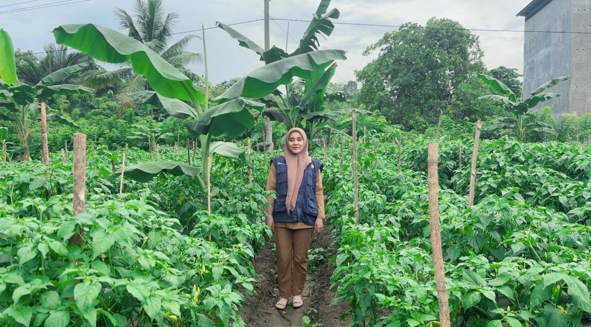 Cyber Extension - Pengembangan Varietas Cabai Ori 212 Untuk ...