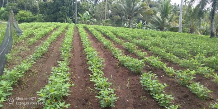 Cyber Extension - Penyakit Kacang Tanah